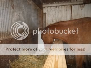 Advice on stalls and all weather turnout | The Horse Forum