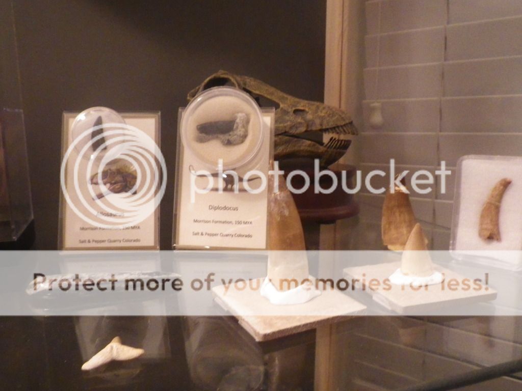 My Dinosaur Tooth Collection - Member Collections - The Fossil Forum