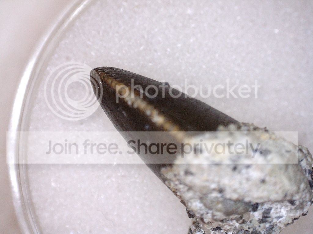 Morrison Formation Theropod Teeth Part 2 - Fossil ID - The Fossil Forum