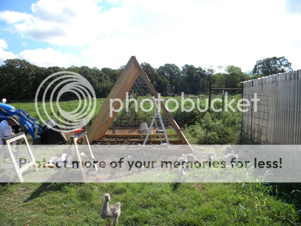 Post your guinea fowl pens | BackYard Chickens - Learn How to Raise ...