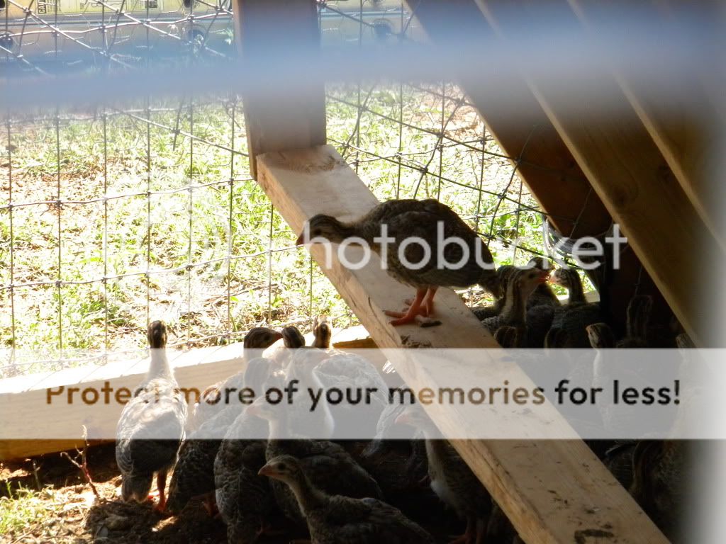 Post your guinea fowl pens | BackYard Chickens - Learn How to Raise ...